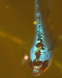 Alien Betta Fish: 7 Essential Care Tips (For Beginners)