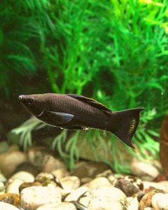 Male Vs Female Molly Fish: 6 Ways to Identify Mollies Gender