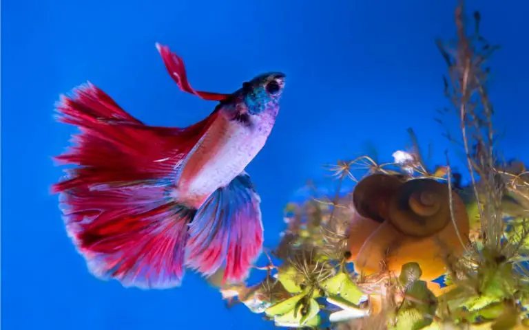 Betta Fish Vertical Death Hang: (5 Causes & Best Solutions)