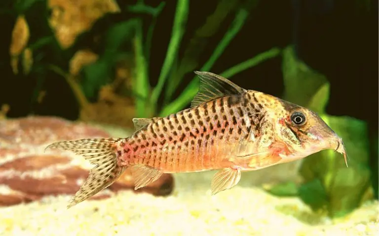 Why Do Corydoras Swimming Up and Down Glass: (Solved)