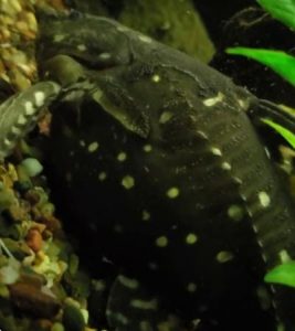Spotted Raphael Catfish: Diet, Tank Mates, Diseases & (More)