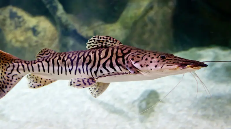 Tiger Shovelnose Catfish: #1 Care Guide (You'll Ever Need)