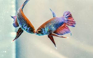 How Do Betta Fish Mate Without Killing Each Other? (Solved!)