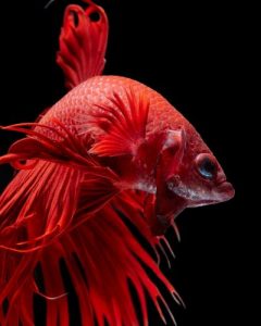 Bloated Stomach Betta Fish | 5 Common Reasons & Quick Fix
