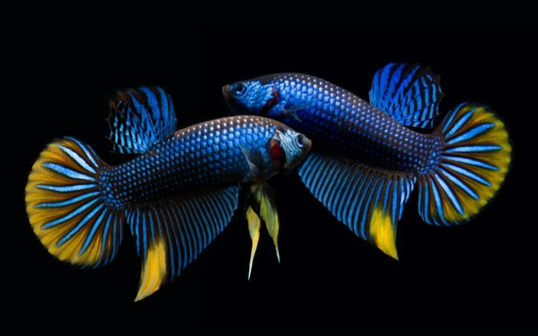 Can Betta Fish See in the Dark: Do They Need Light (Solved)