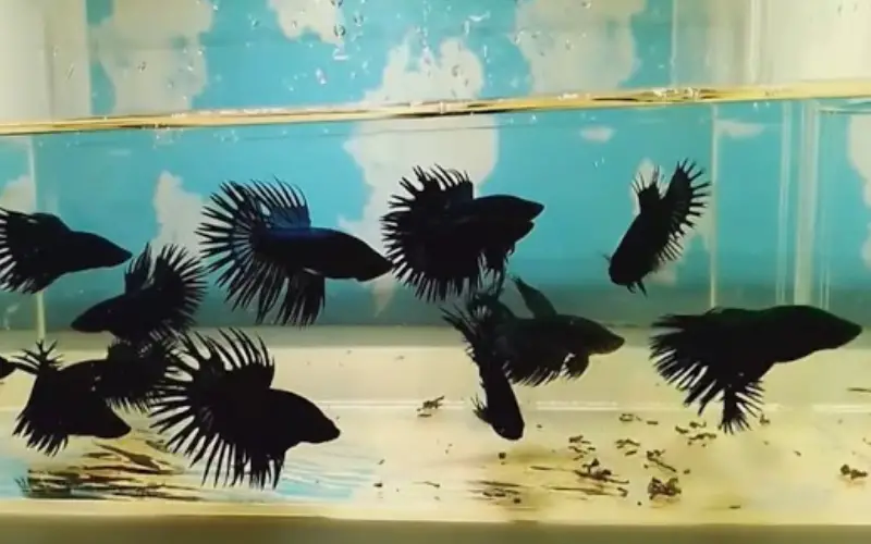 Introduction to Black Betta Fish: Care, Types & Price (FAQ)