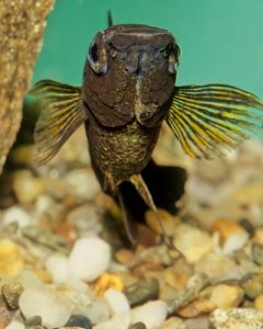 What to Feed Molly Fish: (The 9 Best Fish Food for Mollies)