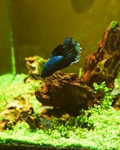 Betta Fish Fin Loss 101: Causes, Care, and Prevention Tips