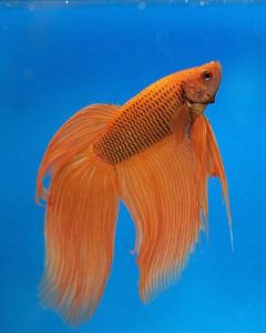 7 Warning Signs of a Dying Betta Fish You Need to Know