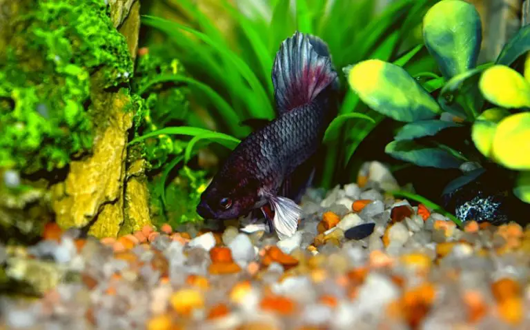 Is My Betta Fish Dead or Sleeping: (7 Signs to Look Out For)