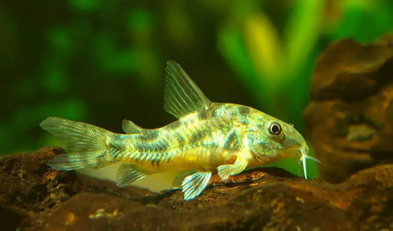 Can You Put Catfish with Goldfish: 7 Vital Tips for Success