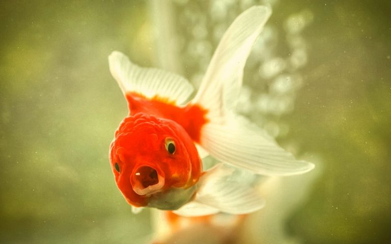Goldfish with Big Heads: The Only Guide You'll Ever Need