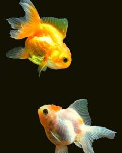 How Do Goldfish Mate - Let's Clear Up All the Confusion