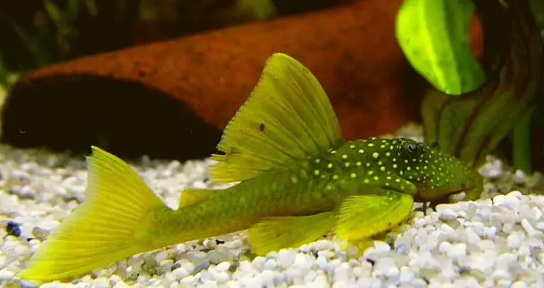 Can Plecos Live with Goldfish? 9 Amazing Goldfish Companions