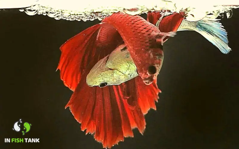 How Do Betta Fish Mate Without Killing Each Other? (Solved!)