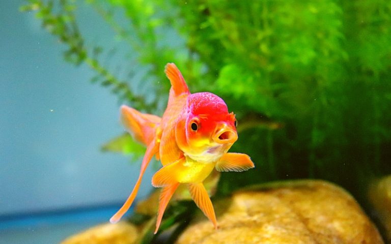 5 Reasons Why My Comet Gold Fish Tail Bleeding (Solved)
