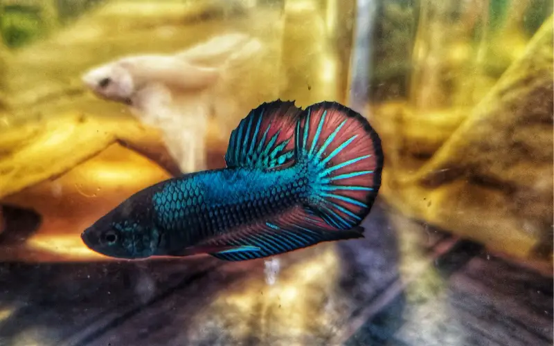 How to Help a Dying Betta Fish? (7 Reasons Your Bettas Die)