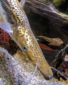 Tiger Shovelnose Catfish: #1 Care Guide (You'll Ever Need)