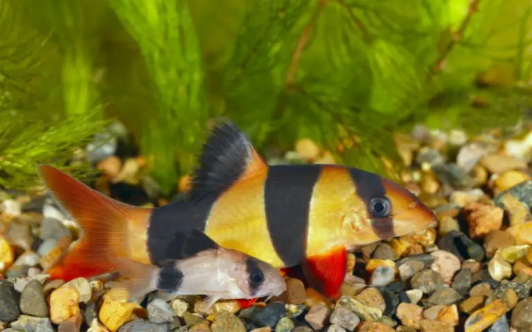 Can Different Cory Catfish Breed: (Possible Corydora Hybrid)