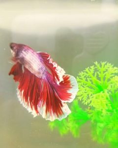 How to Treat A Pineconing Betta Fish: (A Lifesaving Guide)