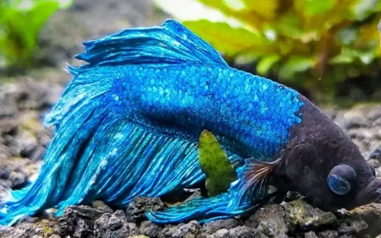 How to Tell If Betta Is Dying of Old Age? (7 Clear Signs)