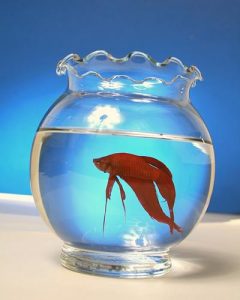 Can Female Betta Fish Live Together? (Discover the Truth!)