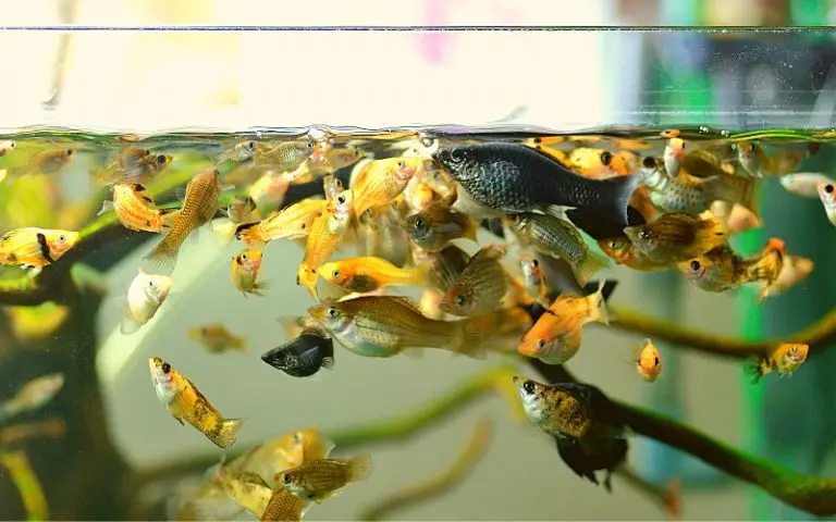 Male Vs Female Molly Fish: 6 Ways to Identify Mollies Gender