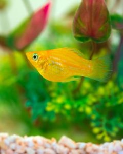 Bloated Molly Fish: 3 Early Warning Signs of Dropsy Fish