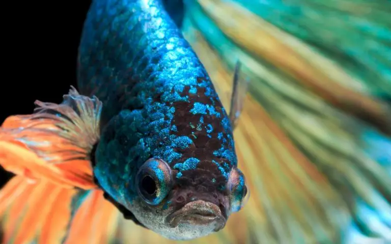 Betta Fish Fights: Best Environment to Prevent Betta Fight