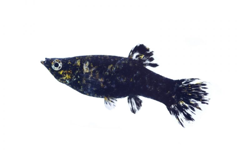 Dalmatian Mollies Fish Care and Breeding (Ultimate guide)