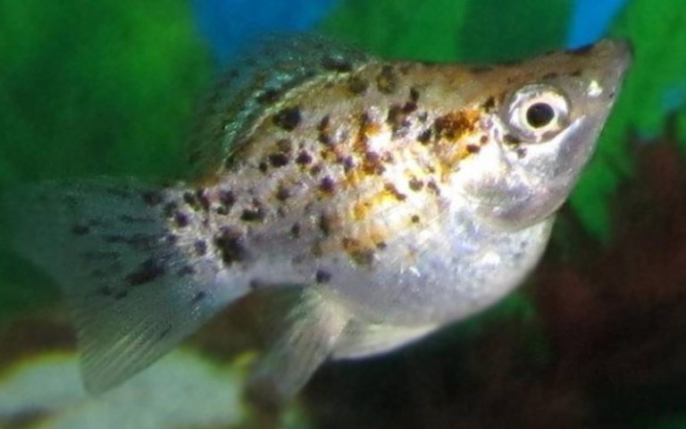 Molly Balloon Fish - The Only Guide You'll Ever Need (FAQ)