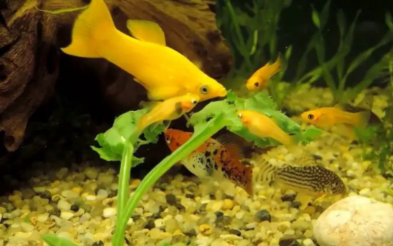 Breeding of Molly Fish: 5 Successful Tips (For Beginners)