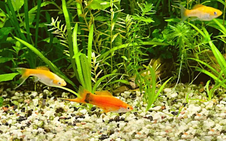 What to Feed Molly Fish: (The 9 Best Fish Food for Mollies)