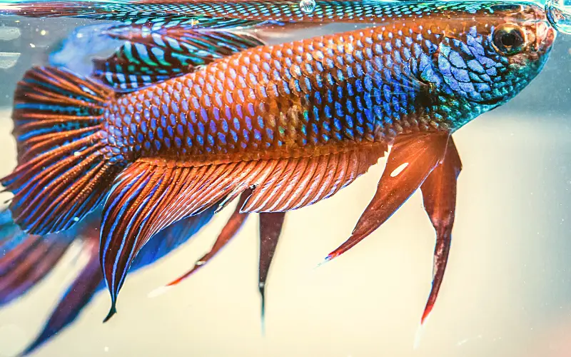 How Long Can a Betta Fish Live Without a Filter! (Solved) How Long Can a Betta Fish Live Without a Filter! (Solved)
