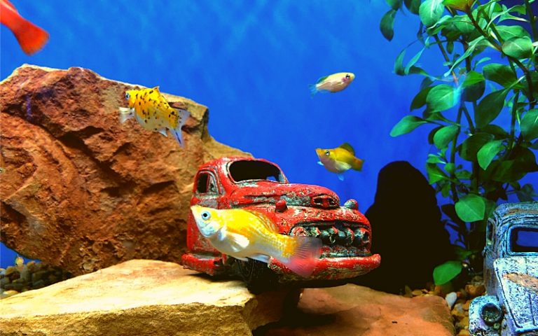 Mollies Fish Tank Mates: 9 Peaceful Companions List (Proven)