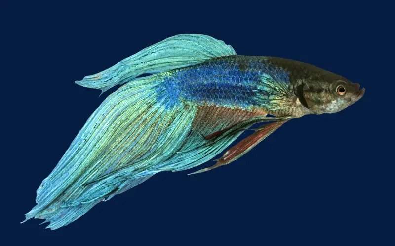 How to Tell If Betta Is Dying of Old Age? (7 Clear Signs)