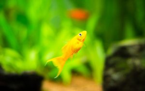 Why Do Molly Fish Laying on Bottom of Tank (5 Causes Solved)