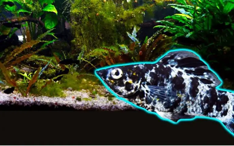 Black Molly Fish: Types, Diet & Breeding (Beginner's Guide)