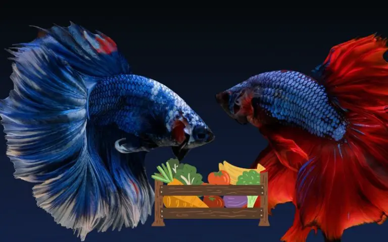 Can Female Betta Fish Live Together (7 Safe Beta Tank Mates)