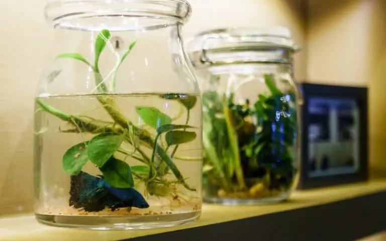 Betta Fish Laying on Side But Not Dead: 3 Causes & Treatment