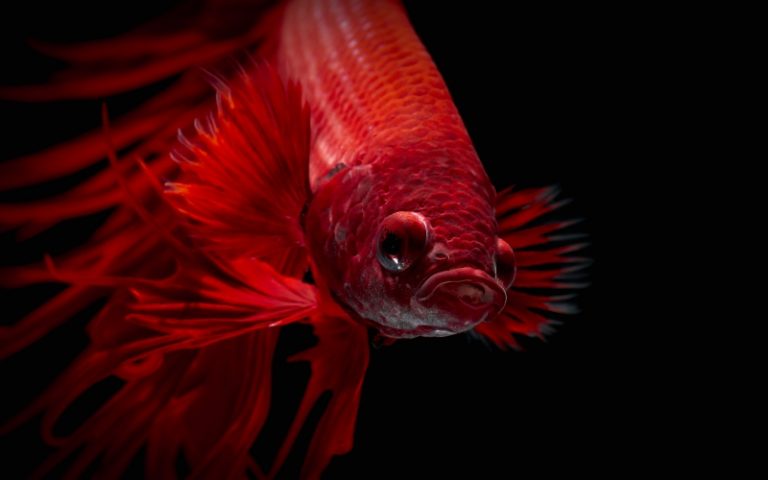 Why Is My New Betta Fish Hiding and Not Eating? (Solved)
