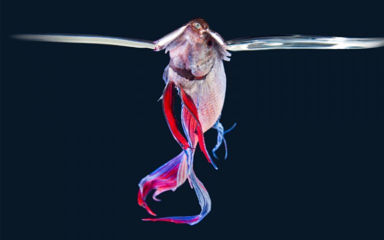 How to Fix Swim Bladder in Betta? Signs, Causes & Best Cures