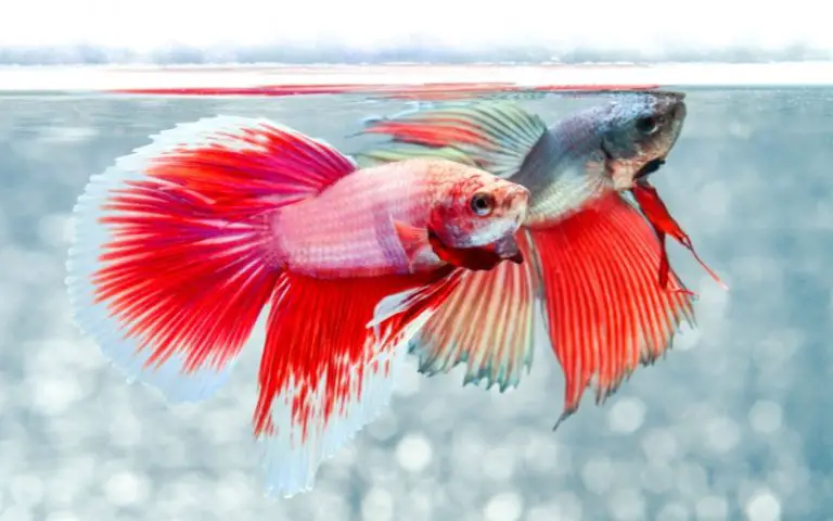 How to identify Betta Fish Female Vs Male? (Key Differences)