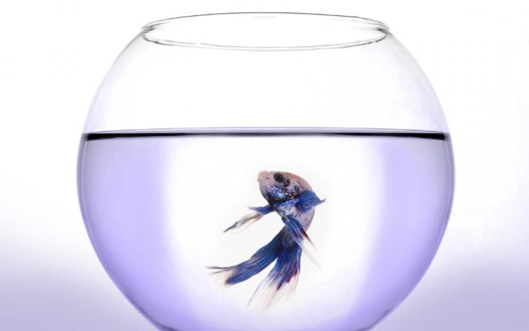 Why Does My Betta Fish Make Bubbles (5 Surprising Facts)