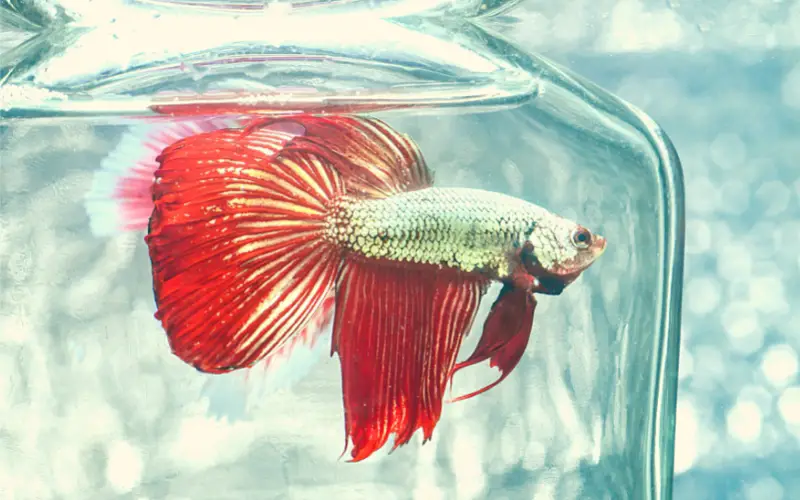 7 Steps on How to Save Dying Fish After Water Change (FAQ)