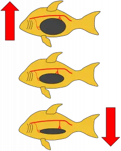 Betta Swim Bladder Disease: (7 Symptoms & Best Treatment)