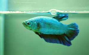 Betta Fish Dropsy: Symptoms & Causes (5 Proven Curing Tips)