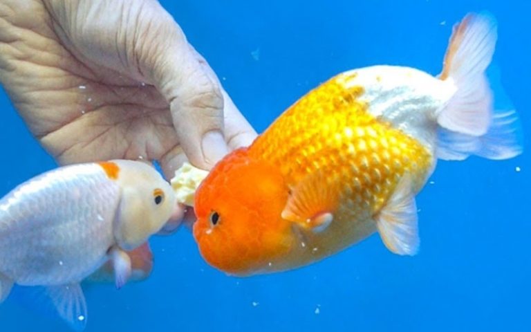 Goldfish Breeding Guide - Easy Steps for Beginners!