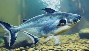 Do Catfish Have Scales or Skin? (Unveiling the Truth)