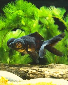 Bulging Eyes in Goldfish: Is Your Fish in Danger? Find Out!